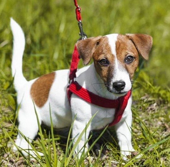 פטסייף רתמת גוף XS תות